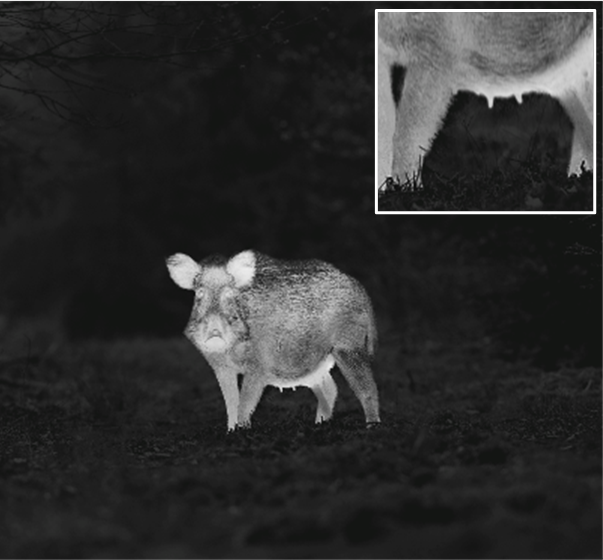 What Scene Modes does the DTI 3 GEN 2 have?