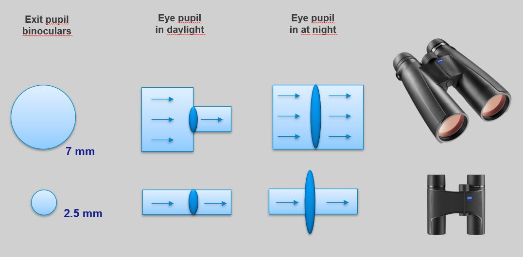 What is the “exit pupil?”